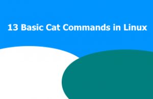 13 Basic Cat Commands in Linux